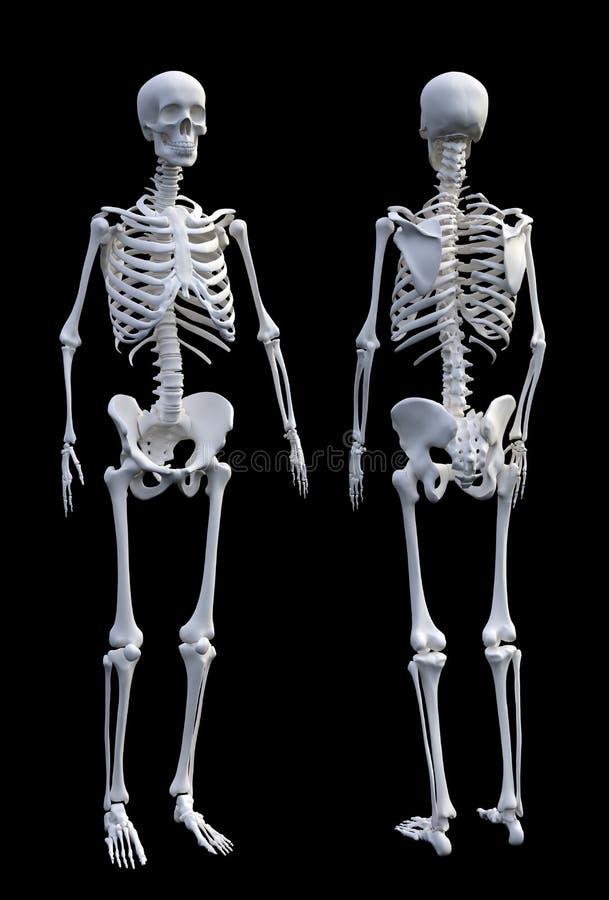 Silhouette De Vecteur De Squelette Humain Photos D'anatomie Différents ...