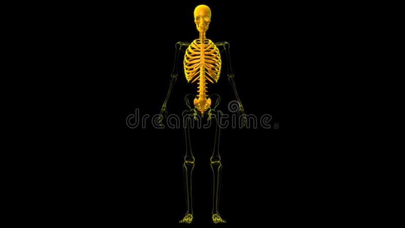 Squelette Humain Axe Squelette Anatomie 3d Illustration Stock ...