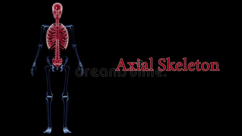 Squelette Humain Axe Squelette Anatomie 3d Illustration Stock ...