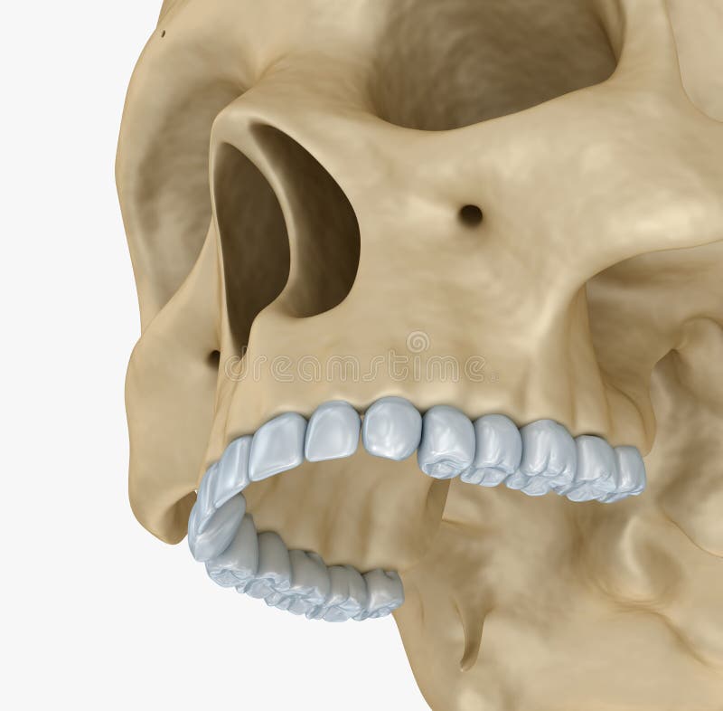 Squelette Humain : Vue De Face De Coffre De Sein Illustration Stock ...