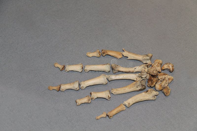 Squelette humain de main photo stock. Image du bras, personne - 59289022