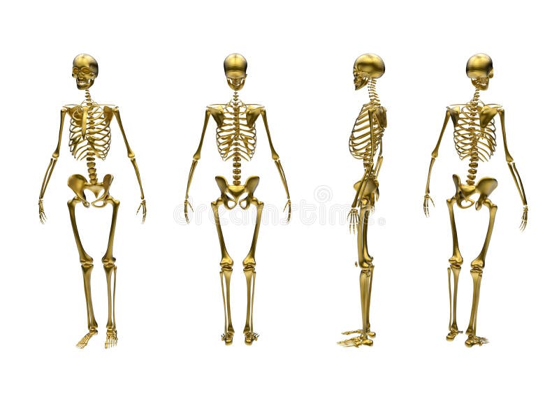 3d A Rendu L'illustration D'un Squelette Humain Illustration Stock ...