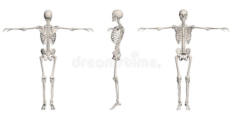 Squelette Humain - Avant Et Dos Illustration Stock - Illustration du ...