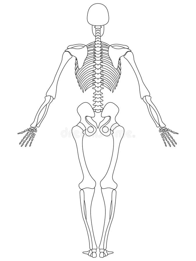 Squelette : Vue de face illustration de vecteur. Illustration du ...