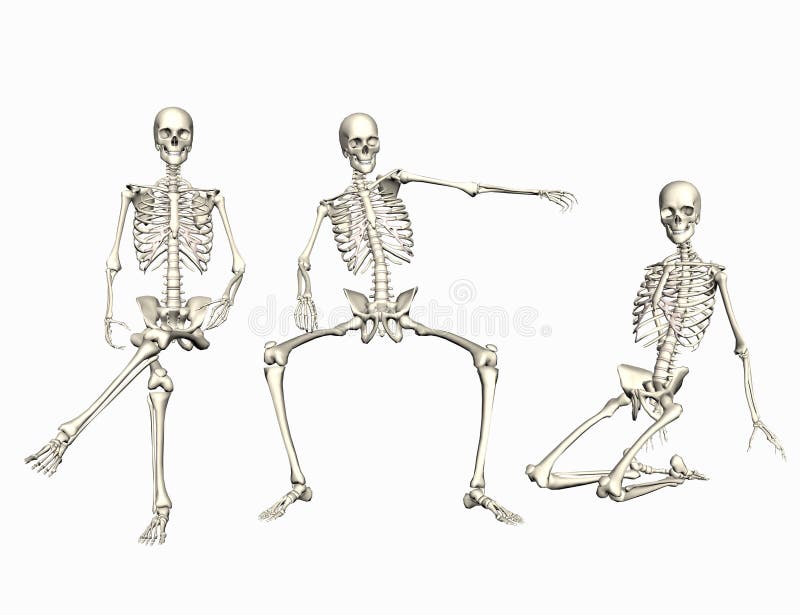 Squelettes illustration stock. Illustration du médical - 3785991