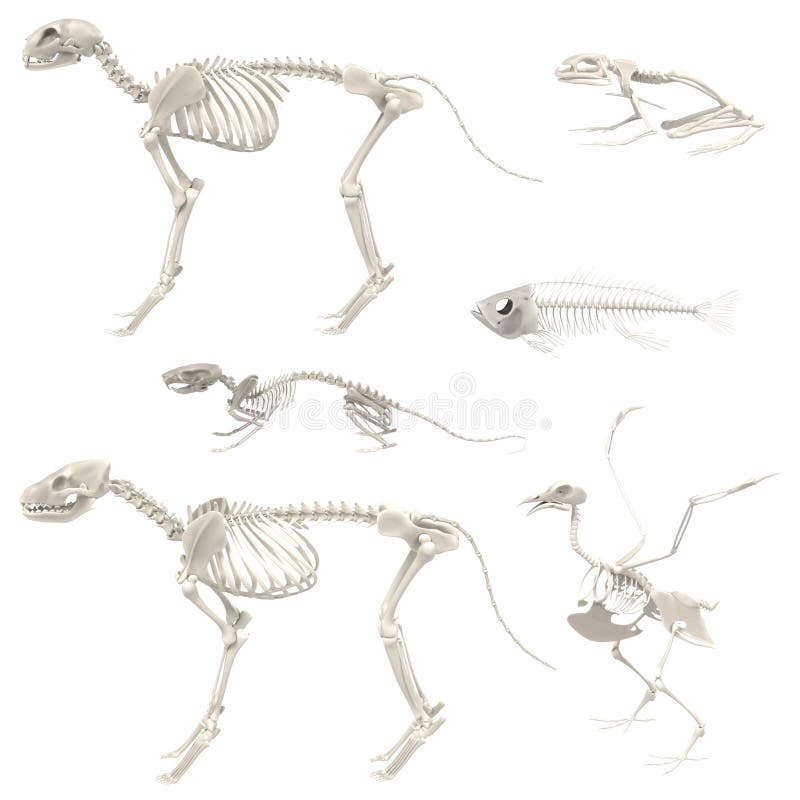 Squelette d'oiseau illustration stock. Illustration du rendez - 23602254