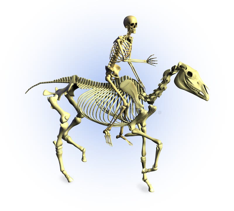 Vue De Dos De Squelette De Cheval - Anatomie D'Equus De Cheval - Sur Le ...