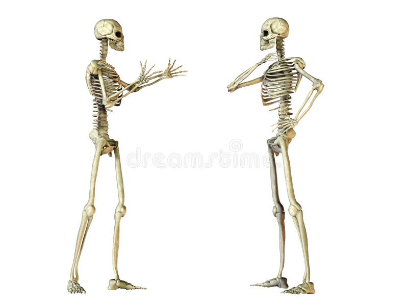 Squelettes humains illustration stock. Illustration du ordinateur ...