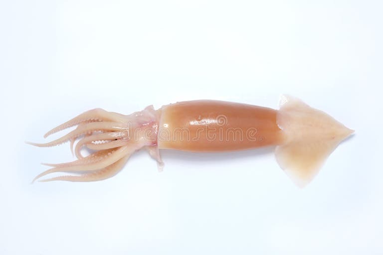 Squid stock photo. Image of axon, food, marine, cuttlefish - 12210948