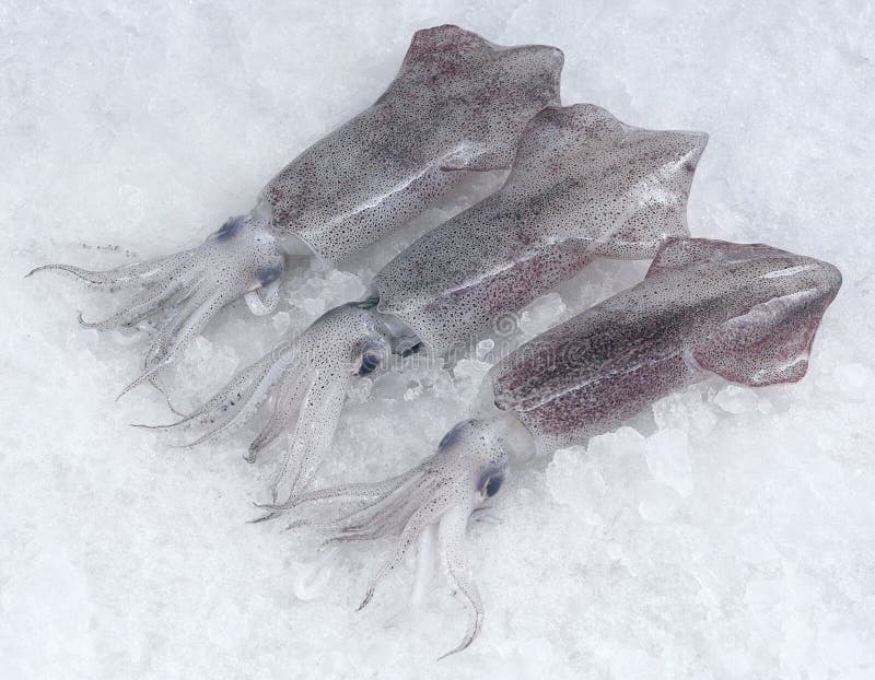 Squid stock photo. Image of seafood, freshness, baby - 13657240