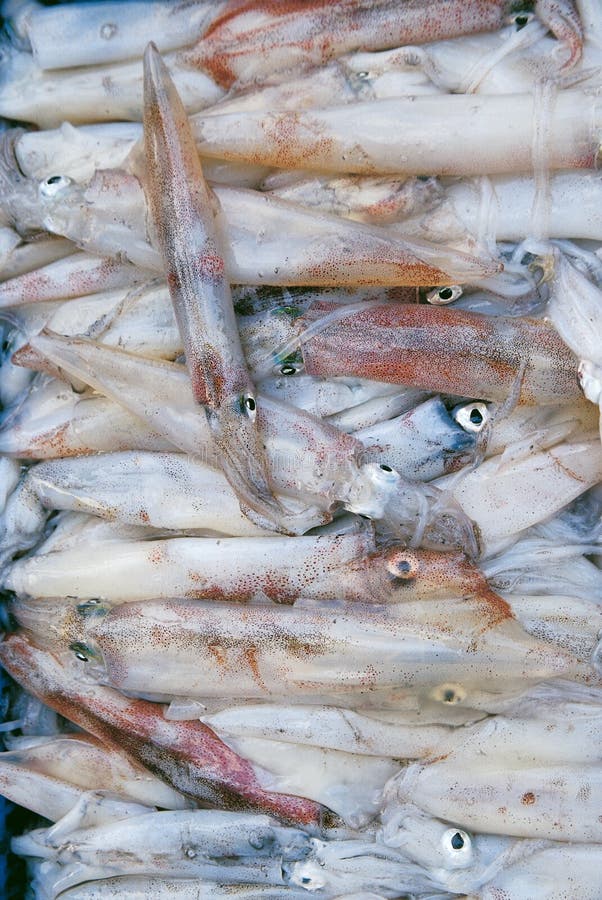 Squid stock photo. Image of organic, calamari, ingredient - 14860764