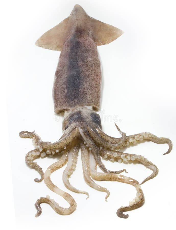 Squid stock photo. Image of diet, isolated, squid, food - 3507688