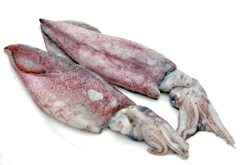 Fresh Squid stock image. Image of tentacles, seafood, catch - 5510203