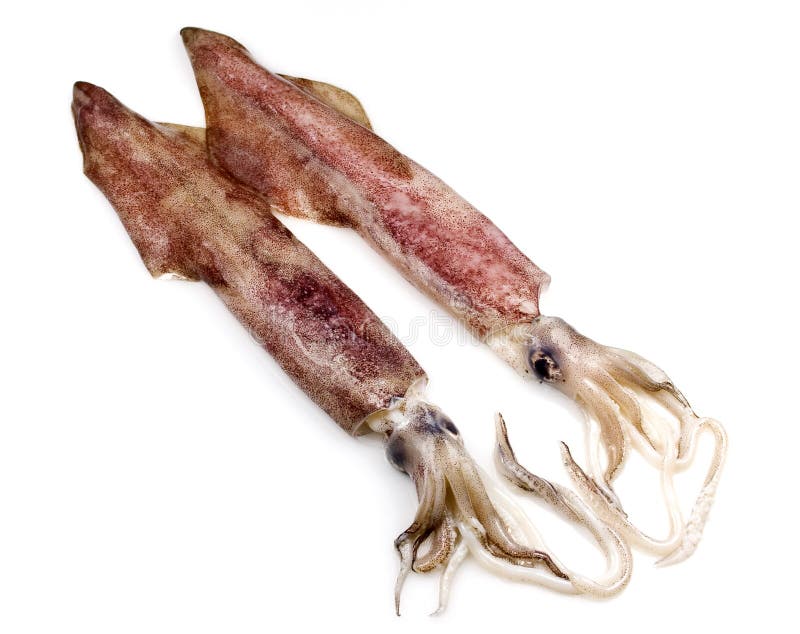 Squid stock image. Image of invertebrate, tentacle, food - 18758567