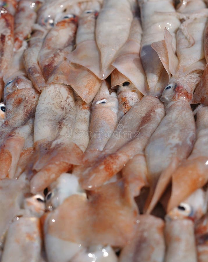Squid stock photo. Image of display, marine, sell, mollusk - 21040734