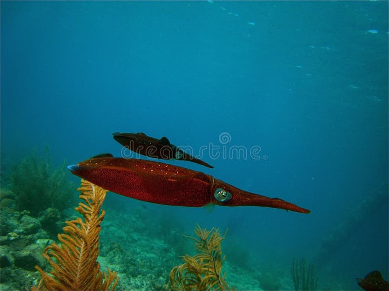 13,236 Squid Red Sea Stock Photos - Free & Royalty-Free Stock Photos ...