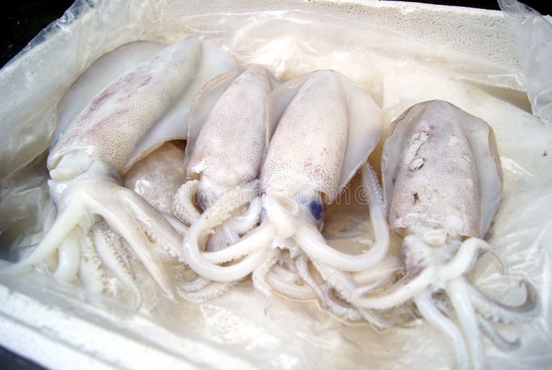 Squid stock image. Image of sell, animals, life, healthy - 24635413