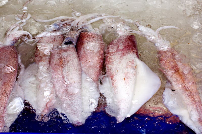 Squid stock image. Image of squid, fresh, cool, crustaceae - 27714099