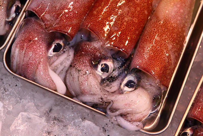 Squid stock image. Image of food, marine, invertebrate - 28639611