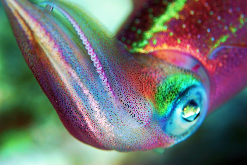 Squid stock image. Image of ocean, squid, blue, dive, reef - 367707