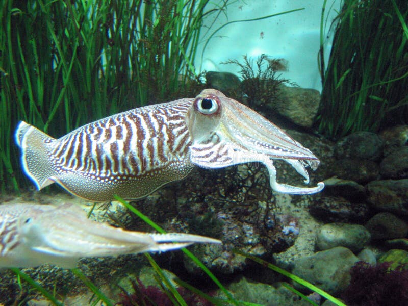 Squid stock image. Image of mollusk, fishing, diving, seafood - 462571