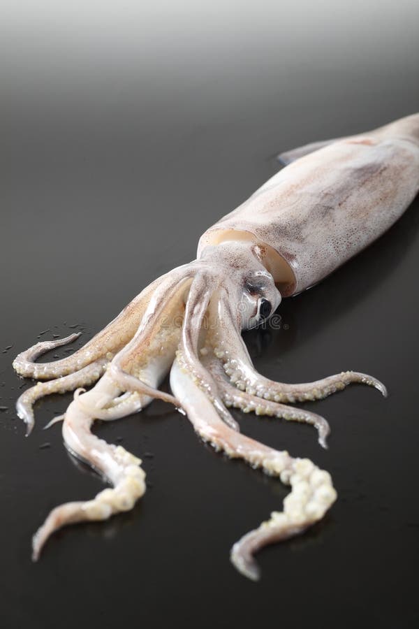 Squid stock photo. Image of tentacles, mollusks, polypod - 6615360