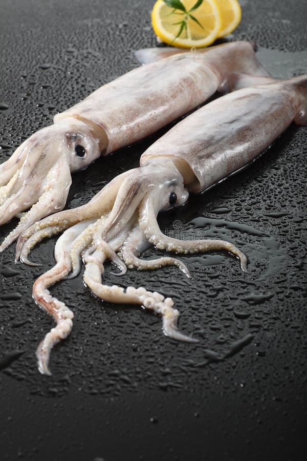 Squid stock photo. Image of tentacles, mollusks, polypod - 6615360