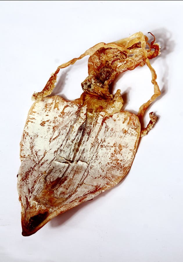 Squid stock photo. Image of squid, diet, animal, ingredient - 8405436