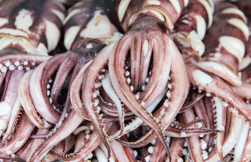 Squid Background stock image. Image of grill, market - 44035983