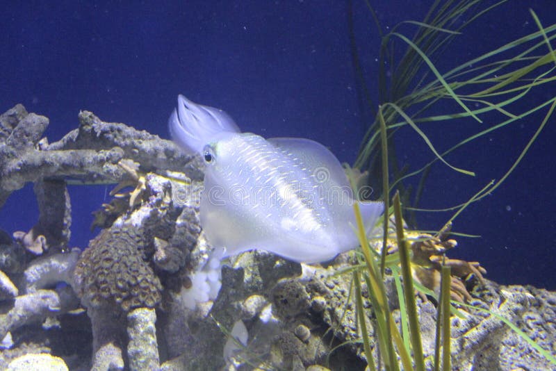 Squid big fin reef stock image. Image of aquarium, tropical - 41913711