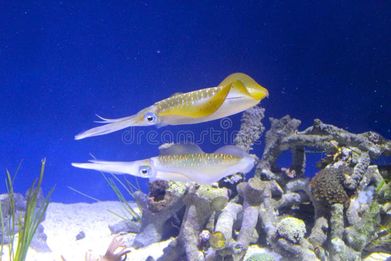 Squid big fin reef stock photo. Image of ocean, fish - 41913722