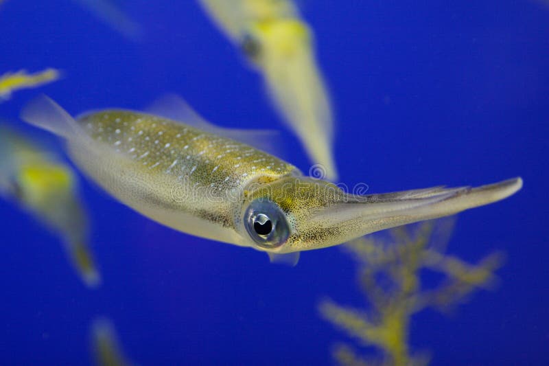 Squid in blue water stock image. Image of shimmer, fish - 7291641