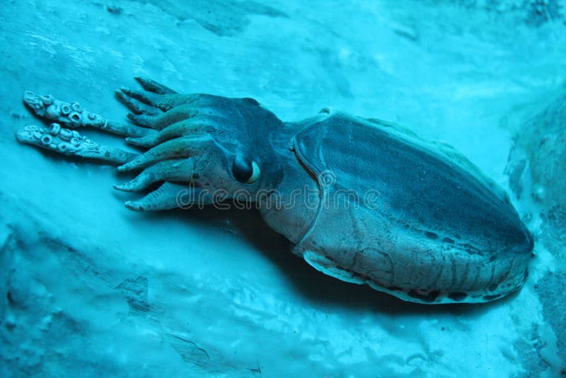 279 Bowfin Stock Photos - Free & Royalty-Free Stock Photos from Dreamstime