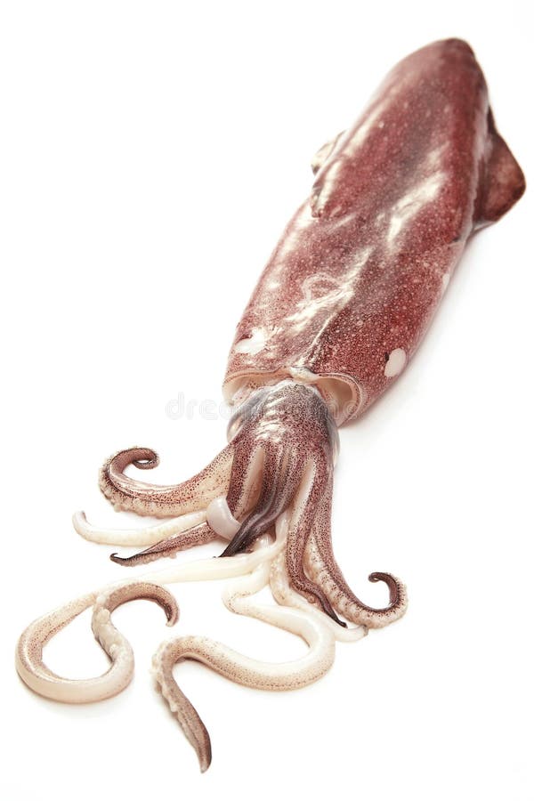Squid. Conceptual image stock image. Image of themes - 186528991