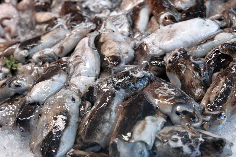 Squid in a container stock photo. Image of orate, pesce - 91399716