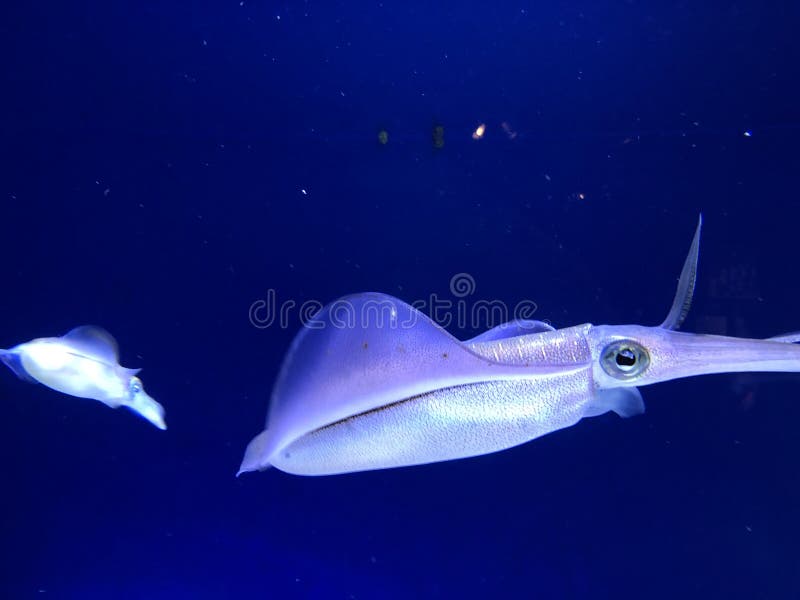Squid and cuttlefish stock photo. Image of cuttlefish - 154302504