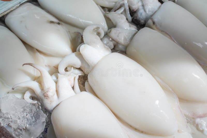 Squid ,Cuttlefish, Sepia stock image. Image of sepia - 63954169