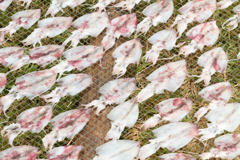 Squid drying stock image. Image of fresh, outdoors, mollusk - 19561777