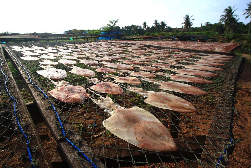 Squid drying stock photo. Image of diet, calmar, closeup - 21677674