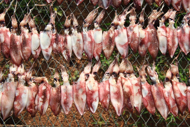 Squid drying stock photo. Image of gulf, heap, fresh - 21677682