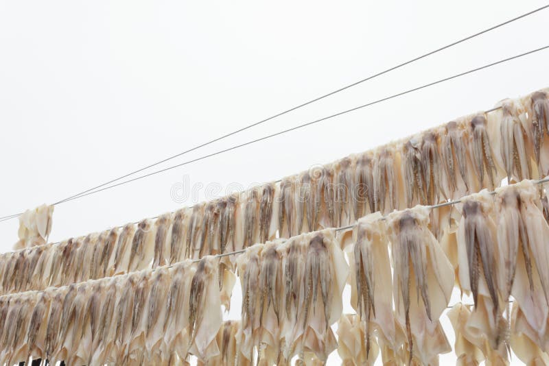 Squid Drying on Clothesline Stock Photo - Image of group, octopus: 51130928