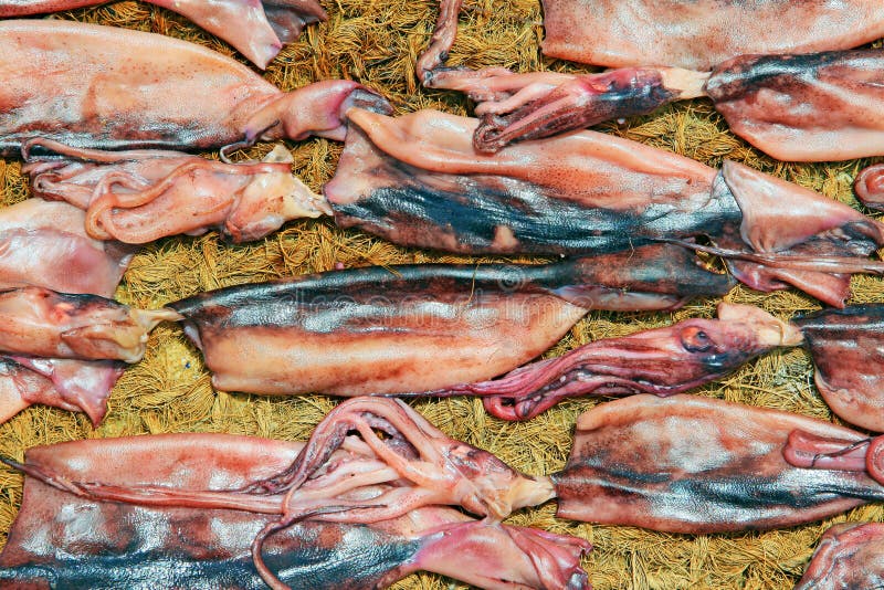 Squid drying stock photo. Image of diet, calmar, closeup - 21677674
