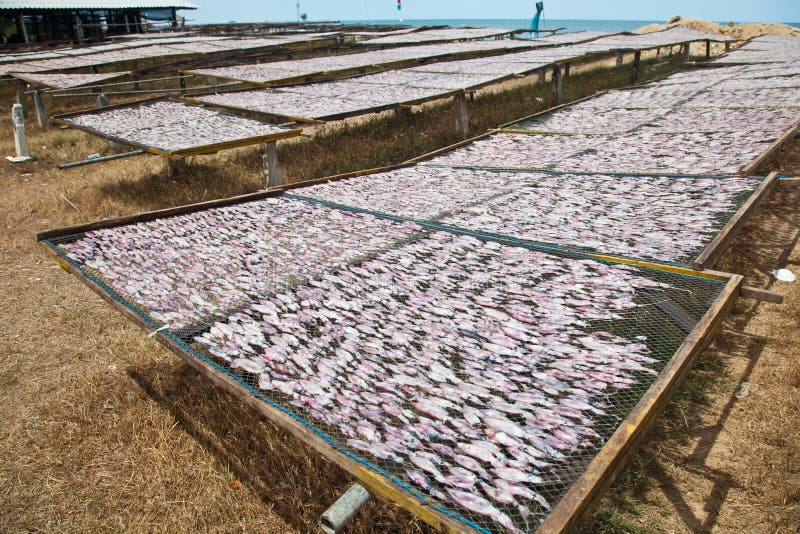 A Squid Farm stock image. Image of cooking, group, nature - 24408683