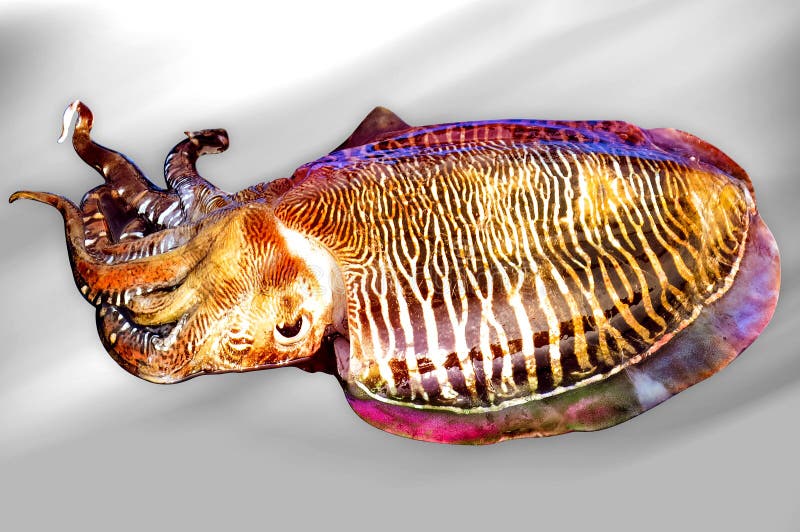 Raw Squid in fish market stock image. Image of cooking - 43036485