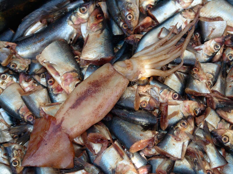 Dead squid stock photo. Image of seaside, abstract, food - 48055548