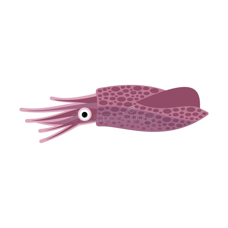 Squid Flat Style Vector Illustration. Sea Life Illustration. Stock ...