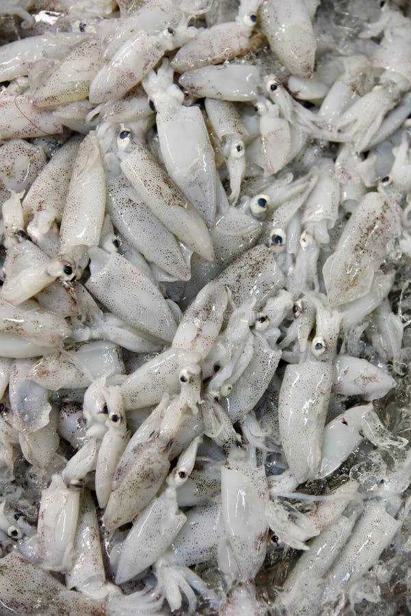 Squid stock image. Image of squid, horizontal, octopus - 137666221