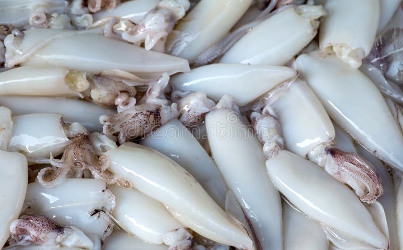 Squid stock image. Image of group, cephalopod, maket - 59935299