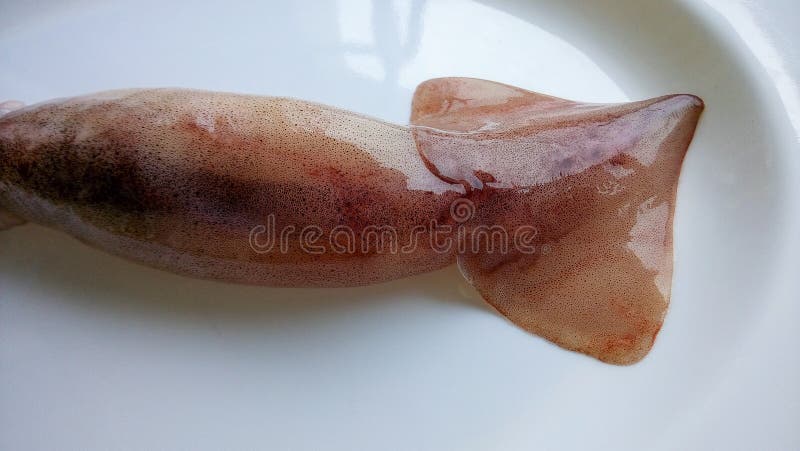 Squid fresh stock photo. Image of seafood, squid, animal - 97743450