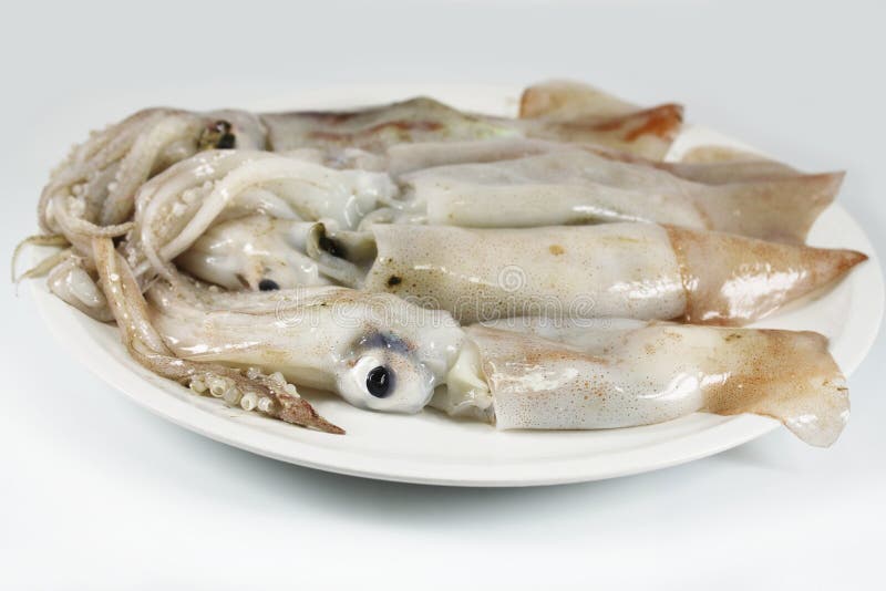 Squid fresh, raw stock image. Image of invertebrate, animal - 39704835